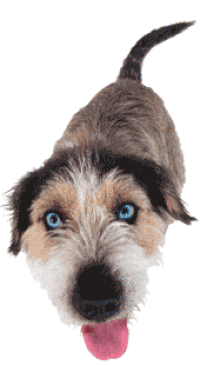 Wags GIFs - Get the best gif on GIFER