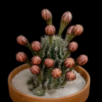 Blooms GIFs - Get the best gif on GIFER