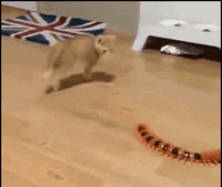 Dangers GIFs - Get the best gif on GIFER