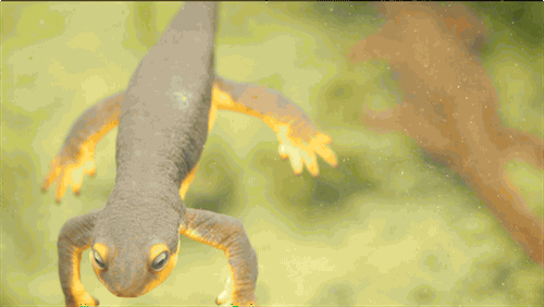 Salamanders GIFs - Get the best gif on GIFER