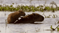 Capybaras GIFs - Get the best gif on GIFER