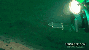 Propelling GIF - Conseguir o melhor gif em GIFER