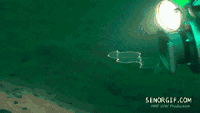 Eels GIFs - Get the best gif on GIFER