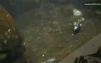 Trending GIFs - Get the best gif on GIFER