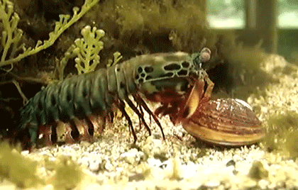Mantis shrimp GIF - Conseguir o melhor gif em GIFER