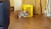 Leash GIFs - Get the best gif on GIFER