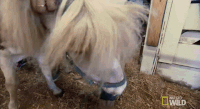 Vets GIFs - Get the best gif on GIFER