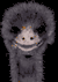 Emu GIFs - Get the best gif on GIFER