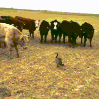 Livestock GIF - Conseguir o melhor gif em GIFER