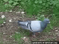Pigeon GIFs - Get the best gif on GIFER