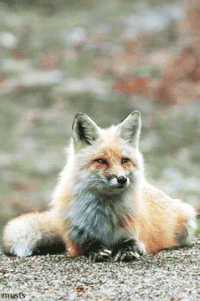 Foxes GIFs - Get the best gif on GIFER