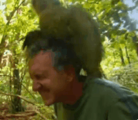 Perroquet GIFs - Obtenez le meilleur gif sur GIFER