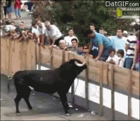 Bull GIFs - Get the best gif on GIFER