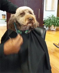 Labradoodle GIF - Conseguir o melhor gif em GIFER