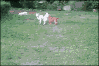 Getaways GIFs - Get the best gif on GIFER