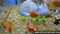 Goldfishes GIFs - Get the best gif on GIFER
