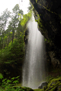 Forest GIFs - Get the best gif on GIFER