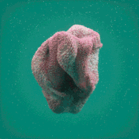 Coral GIFs - Get the best gif on GIFER