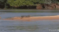 Caiman GIFs - Get the best gif on GIFER