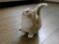 Excited cat GIFs - Get the best gif on GIFER