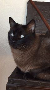 Strabismus GIFs - Get the best gif on GIFER