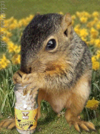 Esquilo GIF - Conseguir o melhor gif em GIFER