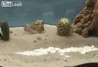 Decomposition GIFs - Get the best gif on GIFER