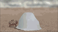 Crabs GIFs - Get the best gif on GIFER