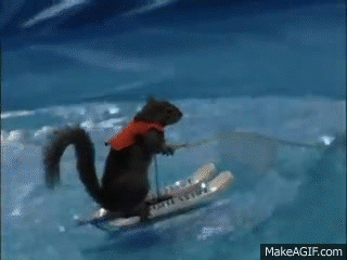 Esquiando GIF - Conseguir el mejor gif en GIFER