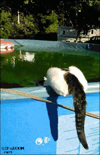 Water striders GIFs - Get the best gif on GIFER