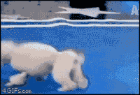 Poodle GIFs - Get the best gif on GIFER