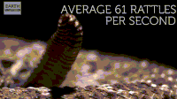 Rattlesnake GIFs - Get the best gif on GIFER