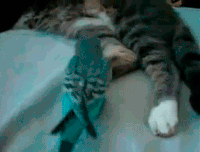 Parakeet GIFs - Get the best gif on GIFER