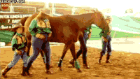 Conga GIFs - Get the best gif on GIFER