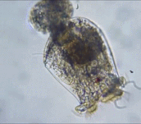 Microorganism GIFs - Get the best gif on GIFER