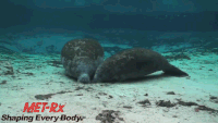 Manatee GIFs - Get the best gif on GIFER