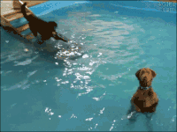 Paletas GIFs - Get the best gif on GIFER