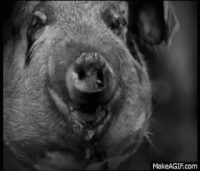 Mosca GIFs - Get the best gif on GIFER