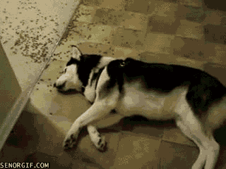 Kibbles гифки, анимированные GIF изображения kibbles - скачать гиф ...