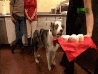 Cupcakes GIFs - Get the best gif on GIFER