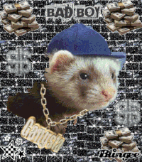 Ferret GIFs - Get the best gif on GIFER