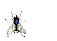 Fly GIFs - Get the best gif on GIFER