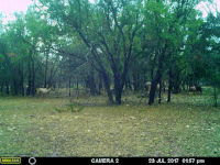 Mule GIFs - Get the best gif on GIFER