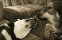 Deny GIFs - Get the best gif on GIFER