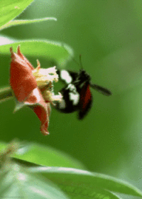 Insect GIFs - Get the best gif on GIFER