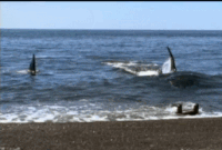 Transient GIFs - Get the best gif on GIFER