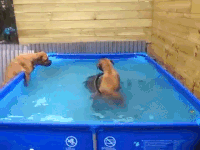 Pool GIFs - Get the best gif on GIFER