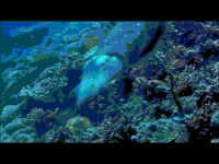 Cuttlefish GIFs - Get the best gif on GIFER