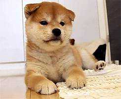 Shiba GIF - Conseguir o melhor gif em GIFER