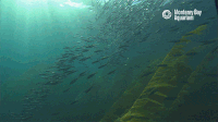 Seaweed GIFs - Get the best gif on GIFER